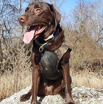 Rusty Loses a Good Friend – BoBill Weaver's Blog, Photography and Poetry